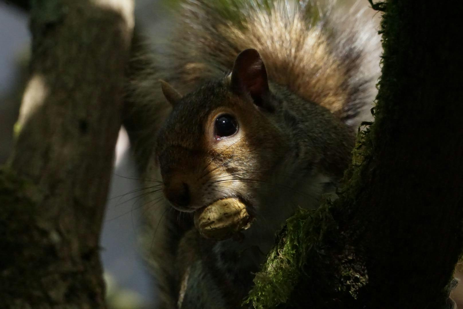 Squirrels: UW’s fluffiest campus celebrities - The Daily