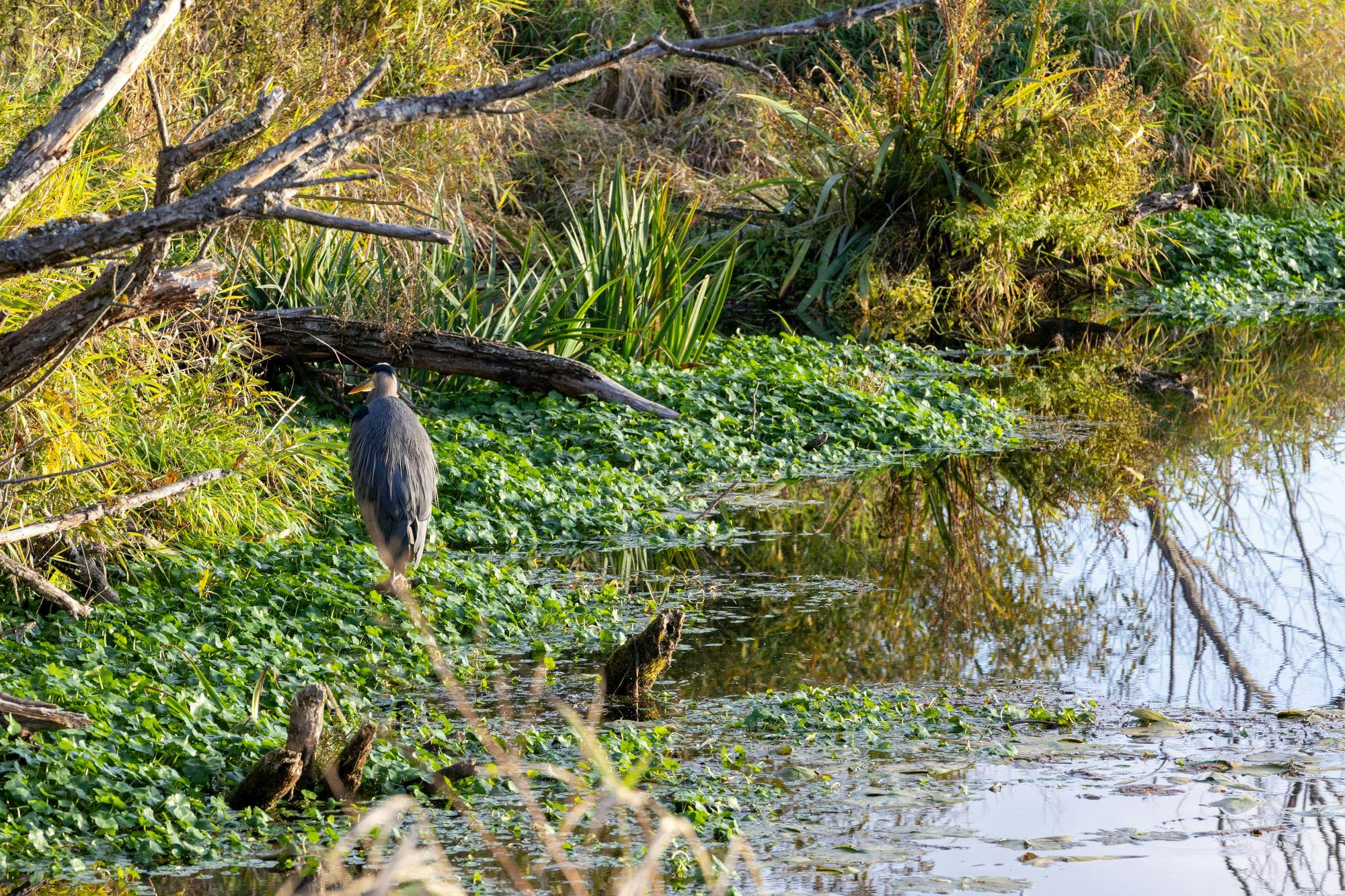 Ecological restoration projects keep UW campus green - The Daily
