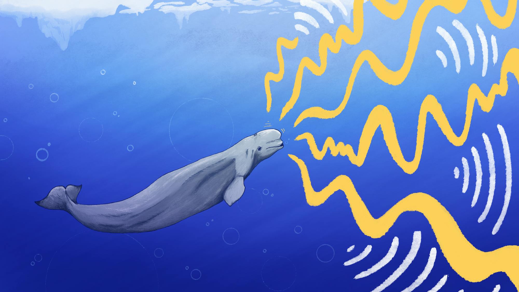 New UW study builds understanding of Cook Inlet beluga whale calls ...