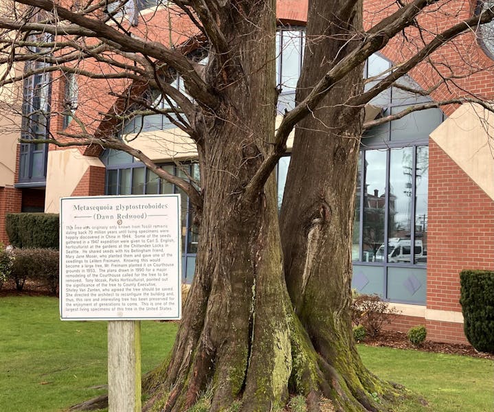 Revised Landmark Tree Ordinance moves on to final vote - The Front