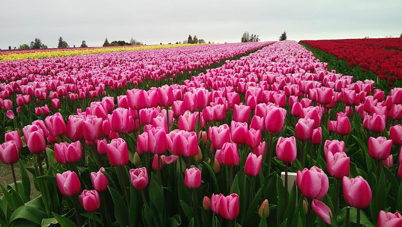 From Dutch Tulipmania to Mount Vernon fields: the long journey of ...
