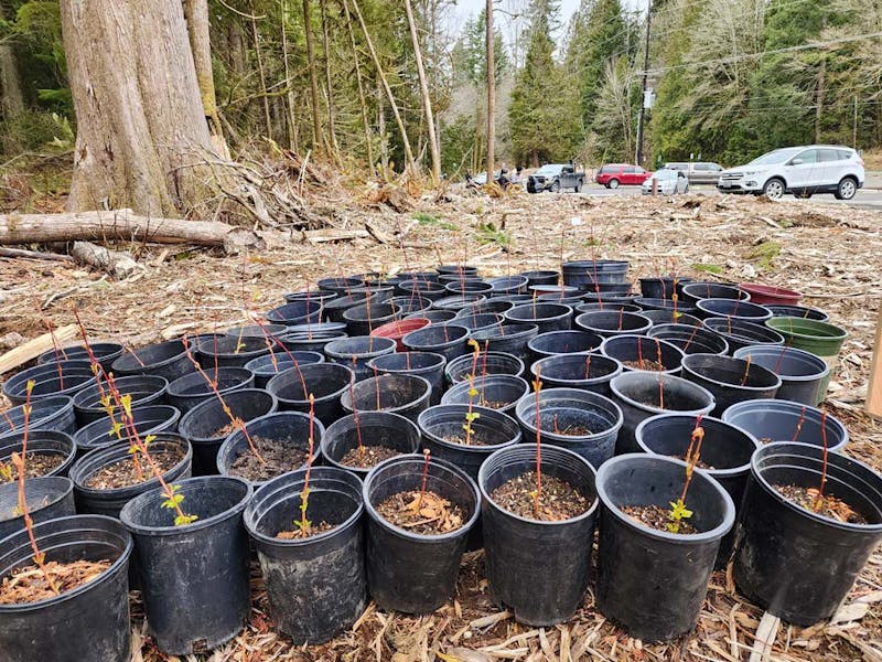 City of Bellingham hosts native plant restoration - The Front