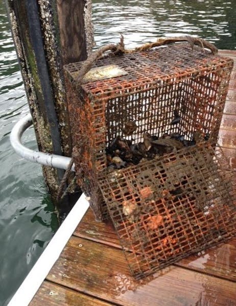 shellfish-poisoning-1 - The Front